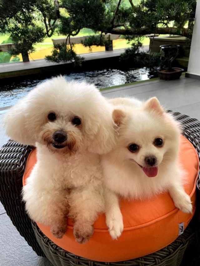 Dog Walking in Nottingham city cent, | Ivy Dog Walking In Nottingham😁 ...