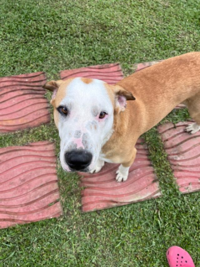 MascotaGuardería para mascotas en Guardería en salitre, Bogotá ...