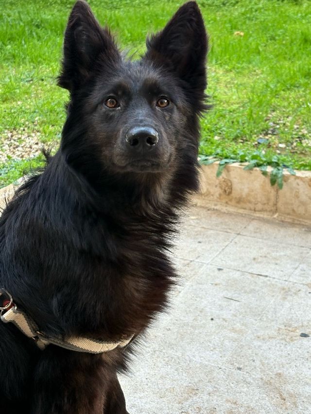 Pet Hotel Home Pet Boarding in Jabal Al Weibdeh,Amm, Amman | Cari.pet@jo | PetBacker Amman ...