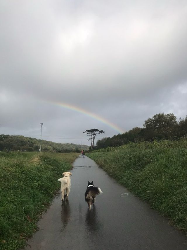 Servicios de paseo de perros en Almada, Almada | Walkie Woof ...