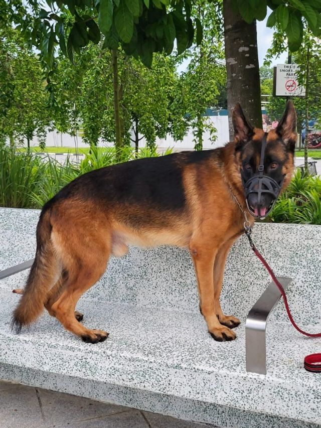 新加坡,后港,kovan , Hougang的宠物出租车接送,宠物打车 | James Pet Taxi | PetBacker