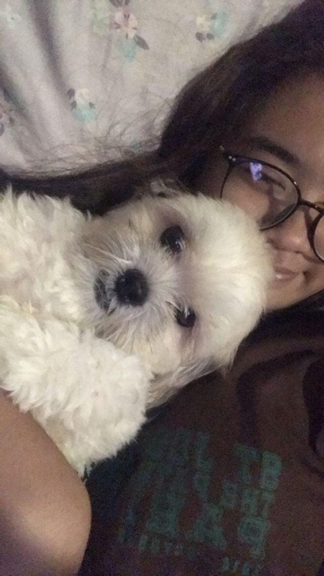 Pet Sitter in Near Letran de Calam, Calamba | Chel’s Cat And Dog ...