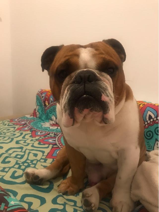 Mascota Alojamiento en casa en Strada Oituz 2u etj , Bucharest | Eramus ...