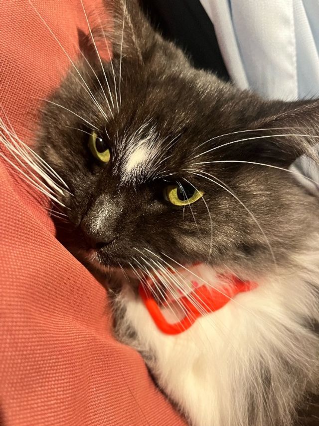 Pet Sitter in Melbourne CBD, West Melbourne | Melbourne CBD Lisa Cat ...