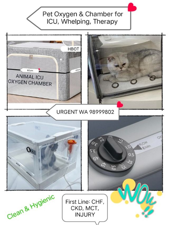 Veterinarian in Singapore, Punggol | Pet Oxygen Therapy For Heart ...