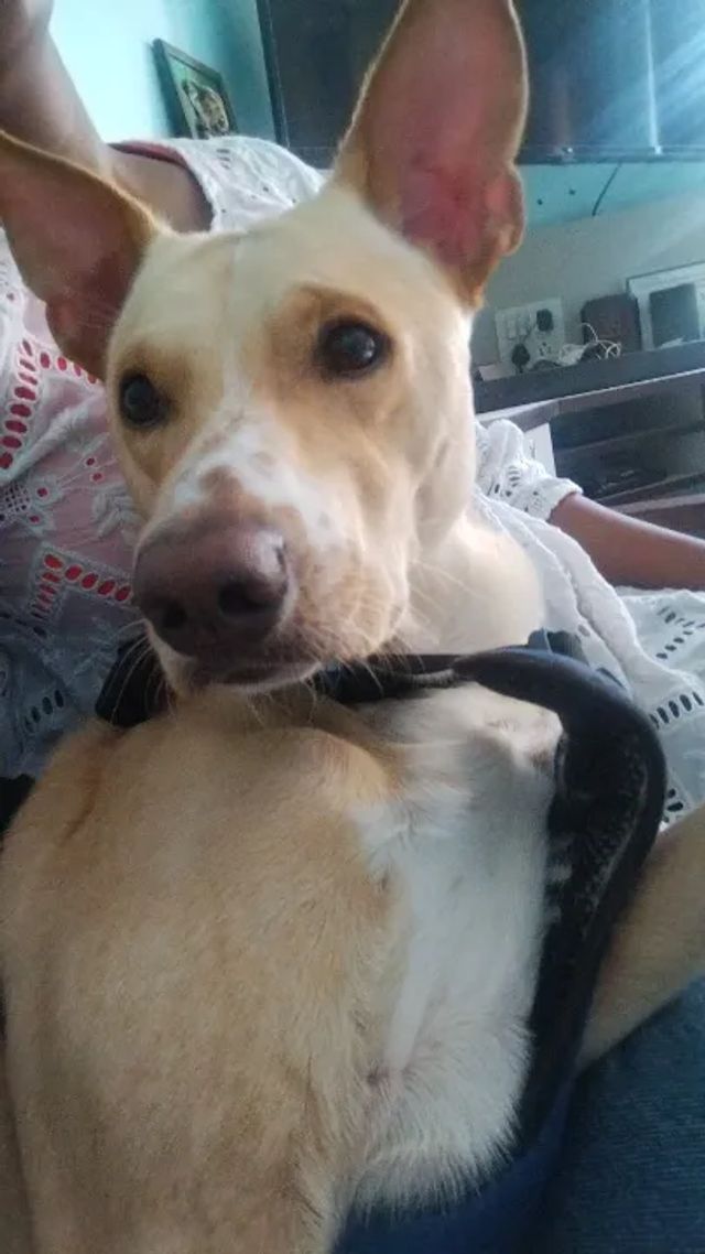 Dog Walking in Moka, Charles *****a, Moka | Pawsome Dog Walking Service ...