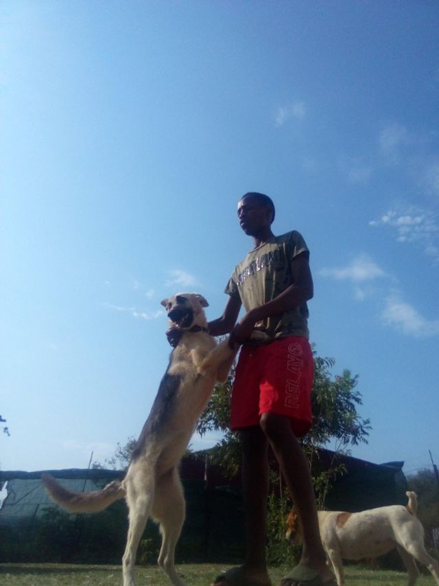 Pet Sitter in Rustenburg Sun city , Sun City | Rustenburg Asanda Dog ...