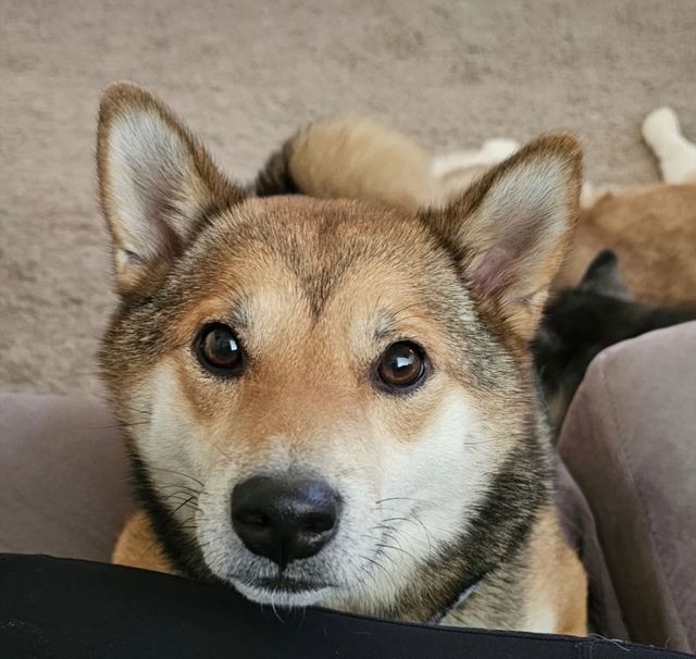 Pet Hotel Home Pet Boarding in Isabela, PR, | Your Pet’s Favorite ...