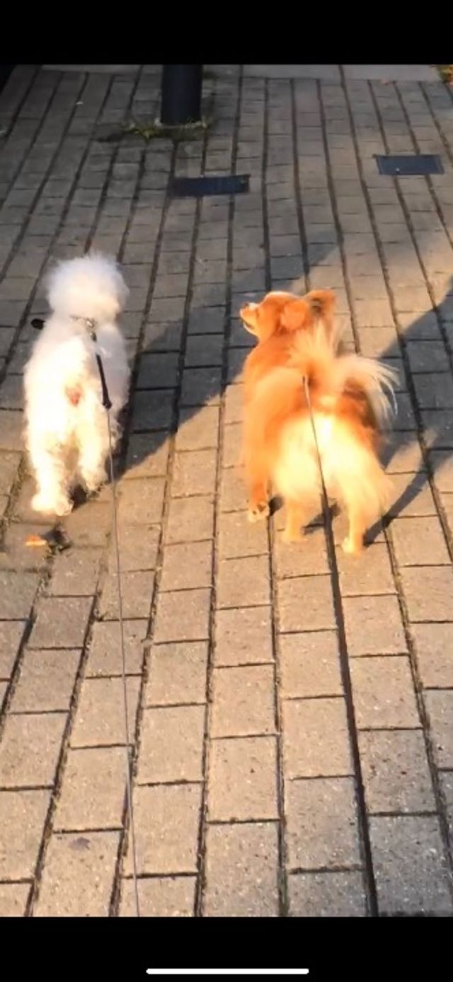 Pet Boarding in London:Harrow,Watfor, England | Bella’s Furry Friends ...