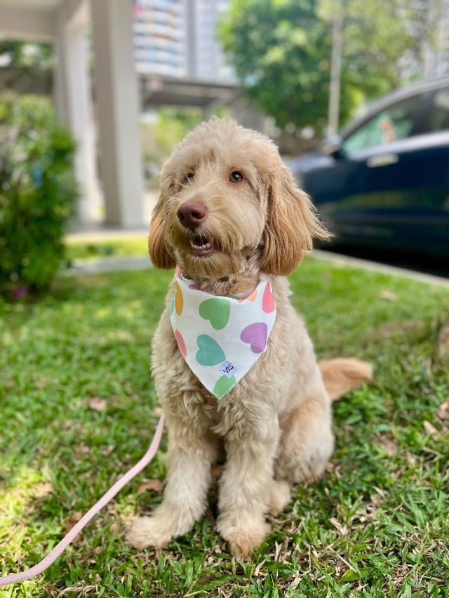 Pet Hotel Home Pet Boarding in Sengkang, Sengkang | Dogwarts School Of ...