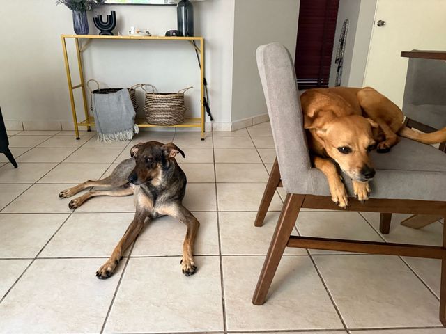 MascotaServicios de cuidado de mascotas en casa del dueño en calle ...