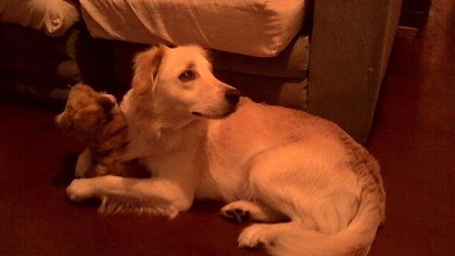 Mascota Alojamiento en casa en San José , San Jose | Hospedaje Angie ...