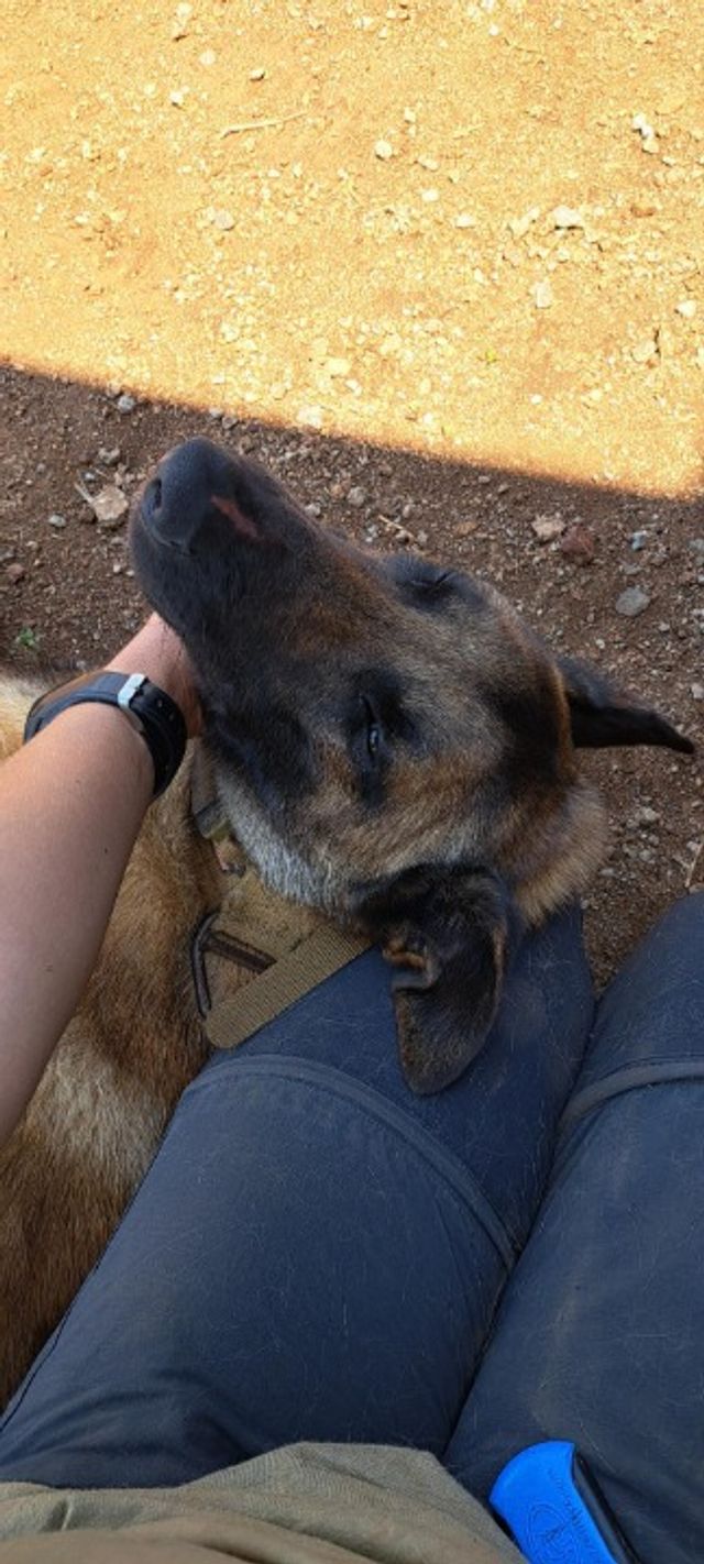 Dog Walking in Honeydew , Honeydew | Comfort Care With Sarah ...