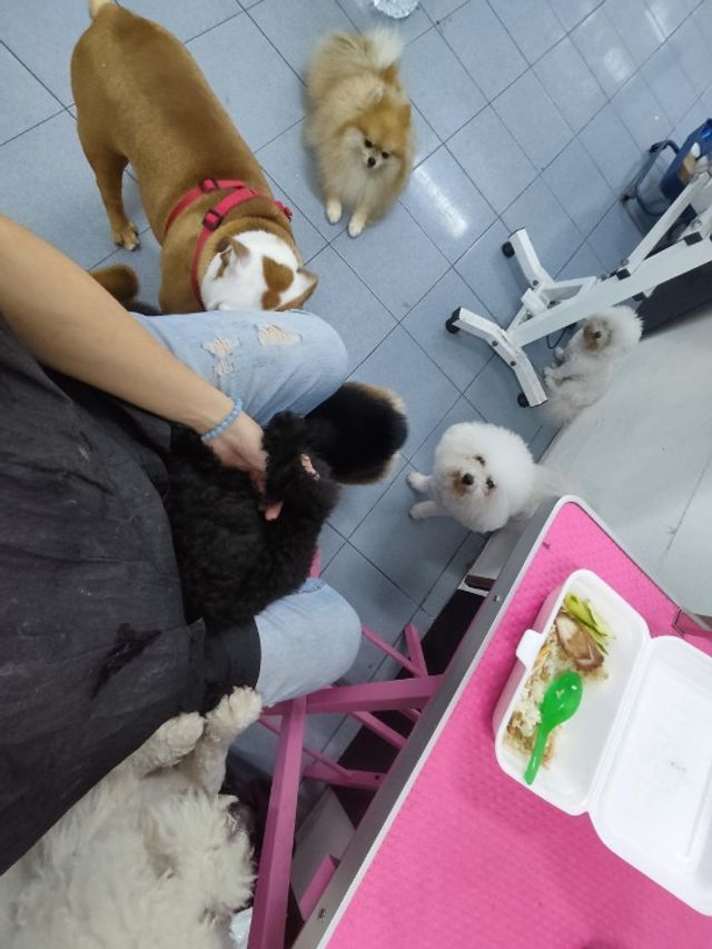 Pet Hotel Home Pet Boarding in Laluan Pinji Seni 4, Ipoh | Pet Hotel ...