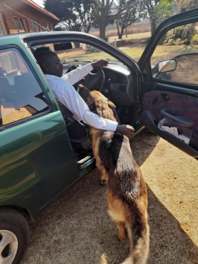 Pet Taxi Transport in Pretorious President, Midrand | Johannesburg ...