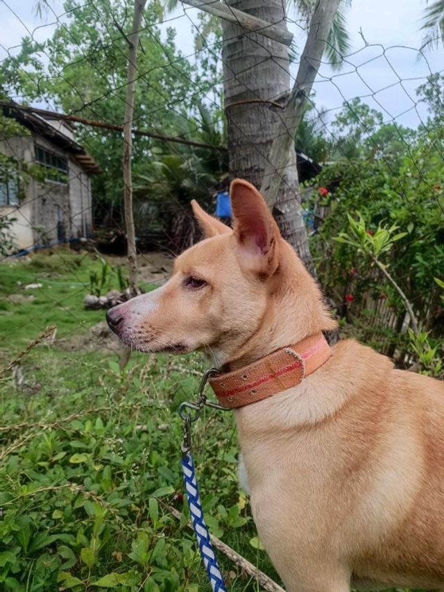 Dog Walking in Cebu City, Cebu City | Anju's Dog Walking Service-cebu ...