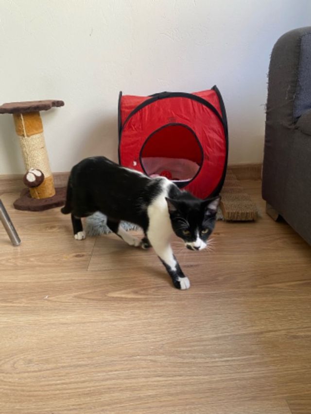 Dog Walking in Calle C Santa Ana, Bogotá | Laura Paseadora De Perros Y ...