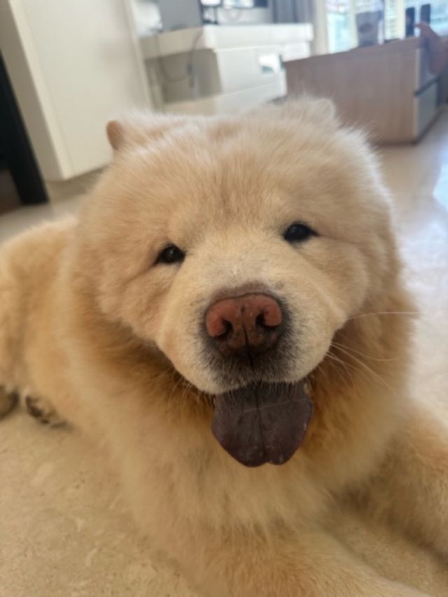 Pet Sitter in Upper Serangoon Road, Toa Payoh | Sha's Pet/house Sitting ...