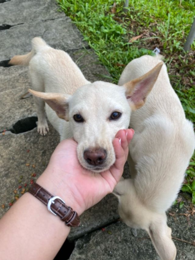 Kuala Lumpur Best Dog Walking @ KL | PetBacker | Aqilah Walk Your Dog!