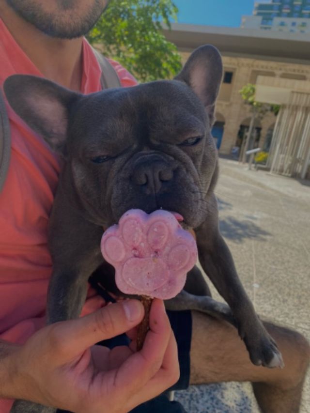 Mascota Alojamiento en casa en Msida , Madrid | Alojamiento De Mascotas ...