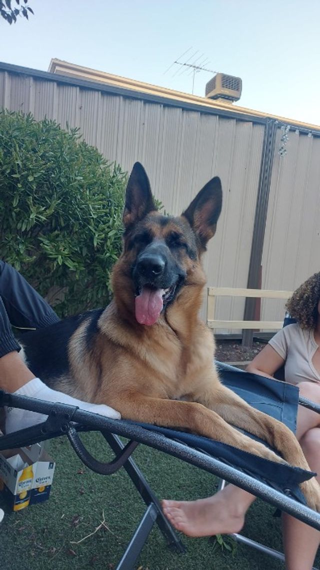 Dog Walking in Melbourne, Maribyrnong | Cami, Loving Your Dog ...