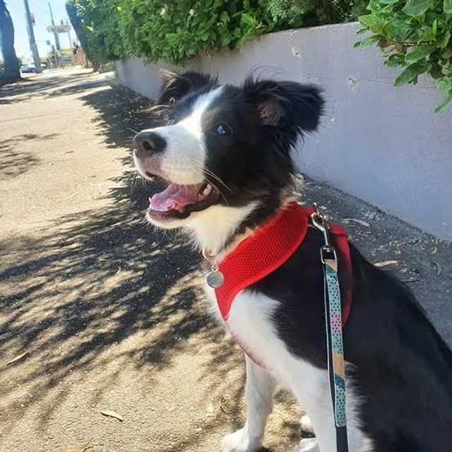 Dog Walking in St Joseph parish Cha, Taguig | Kathleen's Moon Walking ...