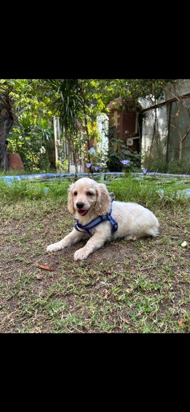 Pet Hotel Home Pet Boarding in Maadi, degla, Cairo | Pets Boarding | PetBacker Maadi Degla