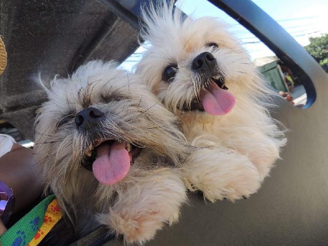 Mascota Alojamiento en casa en Doh, Doha | Cha's Pet Boarding ...