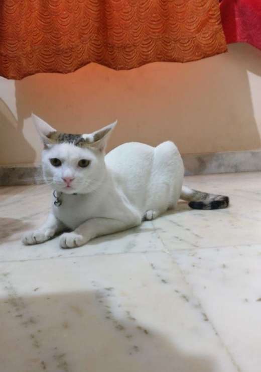 Pet Hotel Home Pet Boarding in Arumbakkam, Chennai, Chennai | Shiro Pet ...