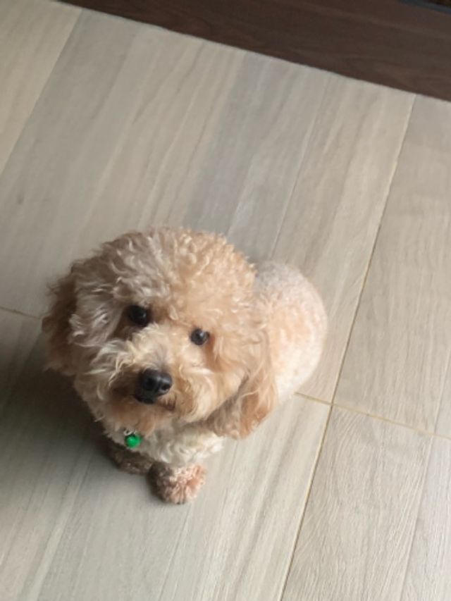 Pet Hotel Home Pet Boarding in Next to Aeon Big Buk, Bukit Mertajam ...