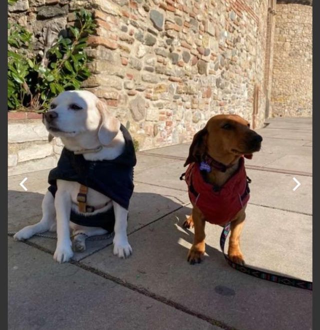 MascotaServicios de cuidado de mascotas en casa del dueño en Poble sec ...