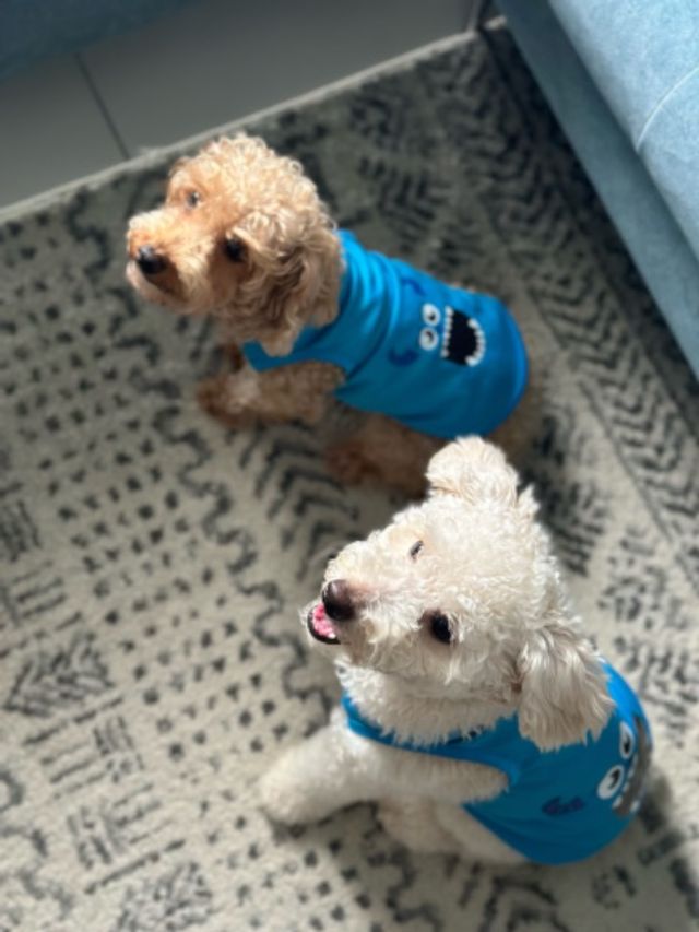 Pet Sitter in Kota kemuning, rimba, Telok Panglima Garang | Kota ...