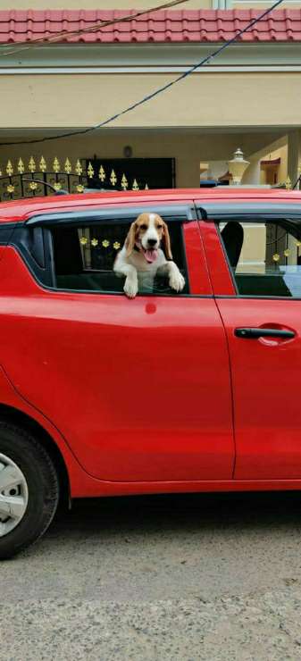 Pet Taxi Transport in Chennai | Bow Wow Taxi | PetBacker Tamil Nadu