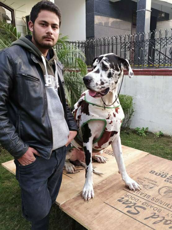 Pet Training in Sector 23, Gurugram | Deepak Sharma Dog Training ...