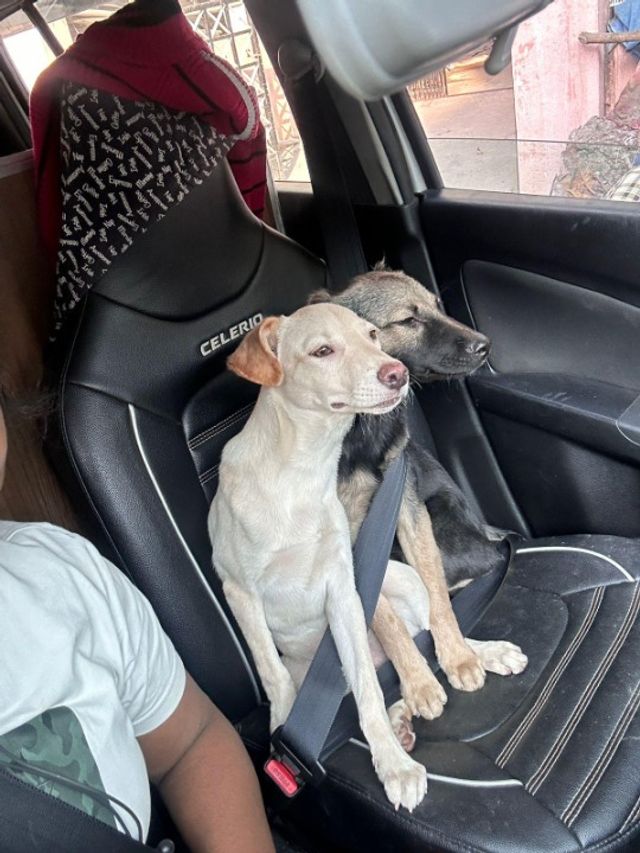 Dog Walking in Bannerghatta Road, s, Bengaluru | Letspawlk | PetBacker ...