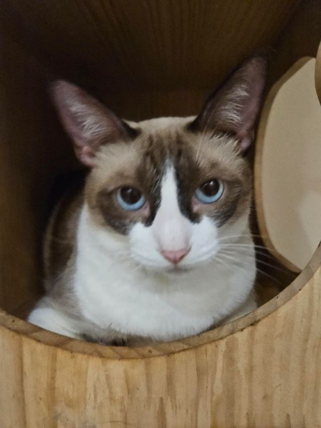 Pet Taxi Transport in Singapore, Tampines | 11 Paws Cat Transport ...