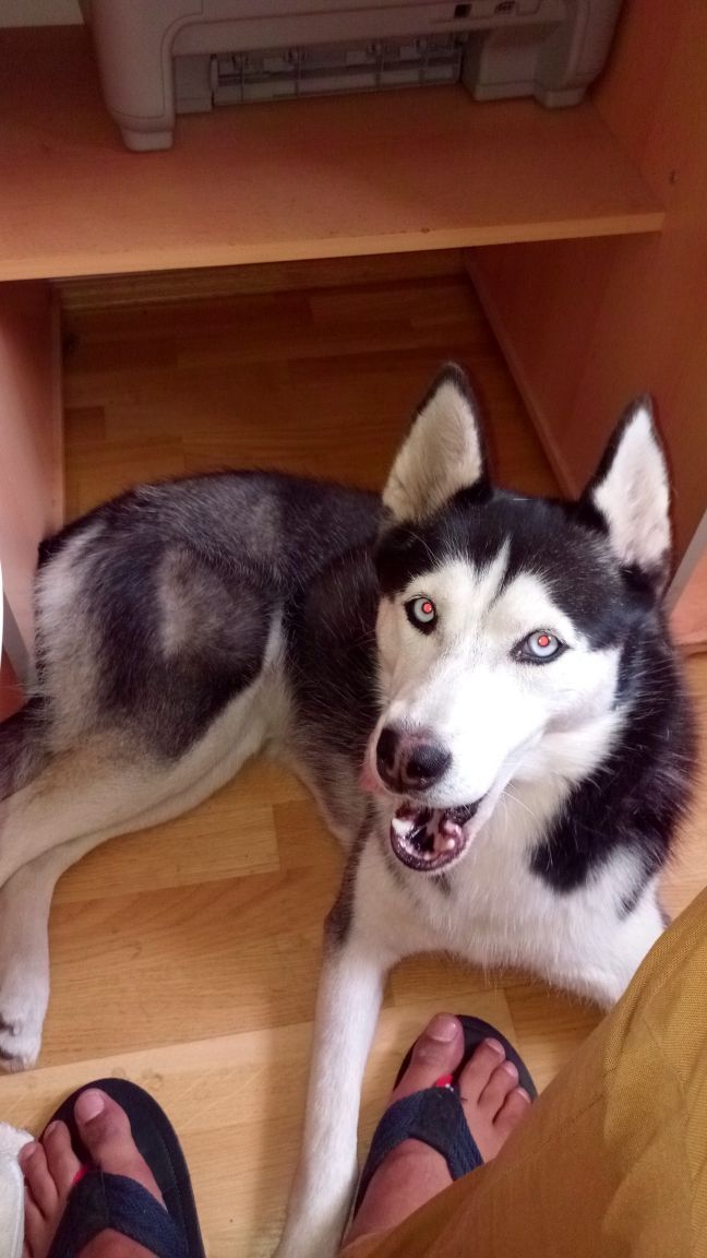 Top Naxxar Pet Grooming Prices & Reviews | PetBacker