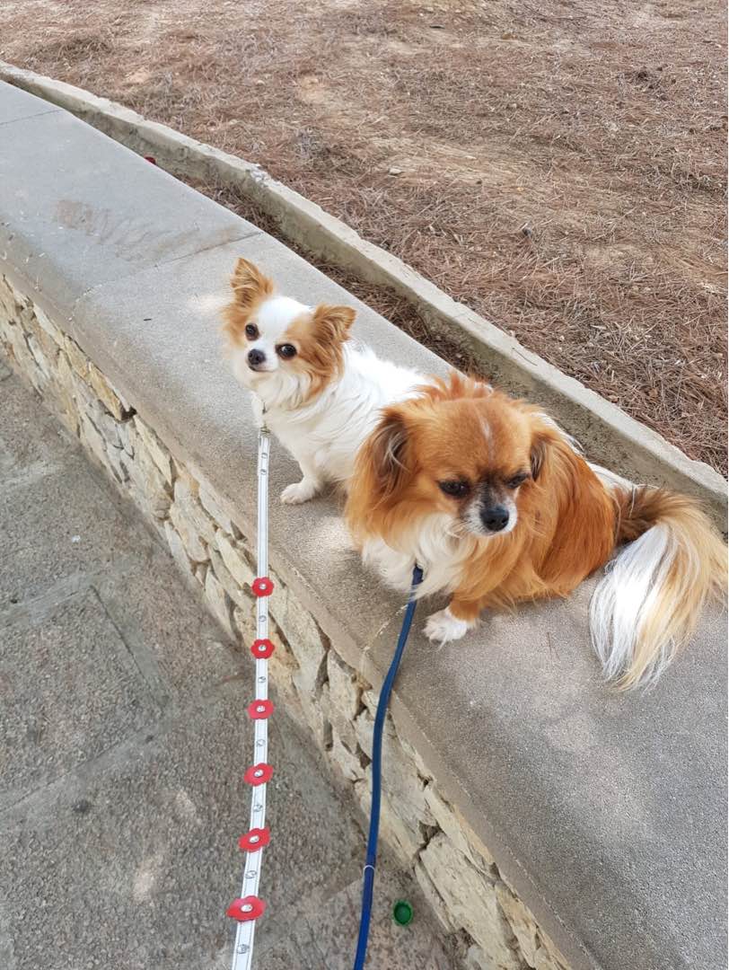 Top Manitoba Dog Boarding Prices & Reviews | PetBacker