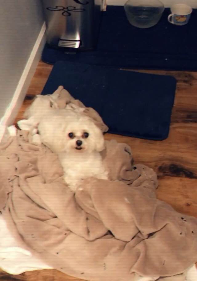 Top Walking in Fort Worth with Best Prices on PetBacker