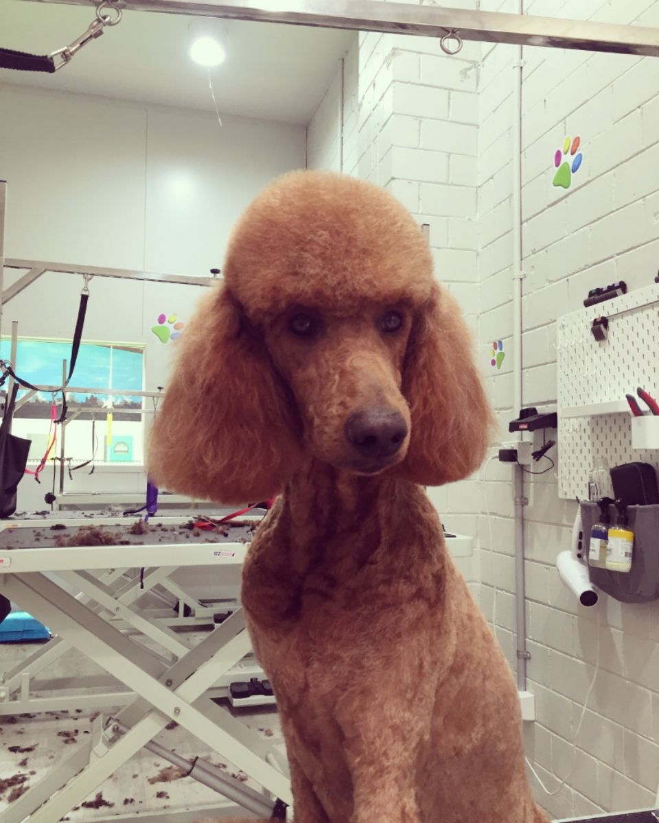 Top Dog Grooming in Bandar Botanik with Best Prices on PetBacker