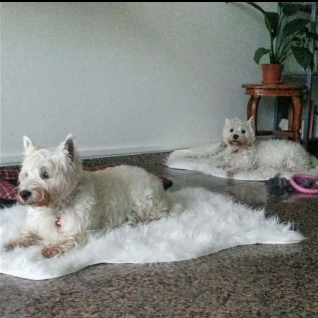 Top Dog Boarding in Wacol with Best Prices on PetBacker