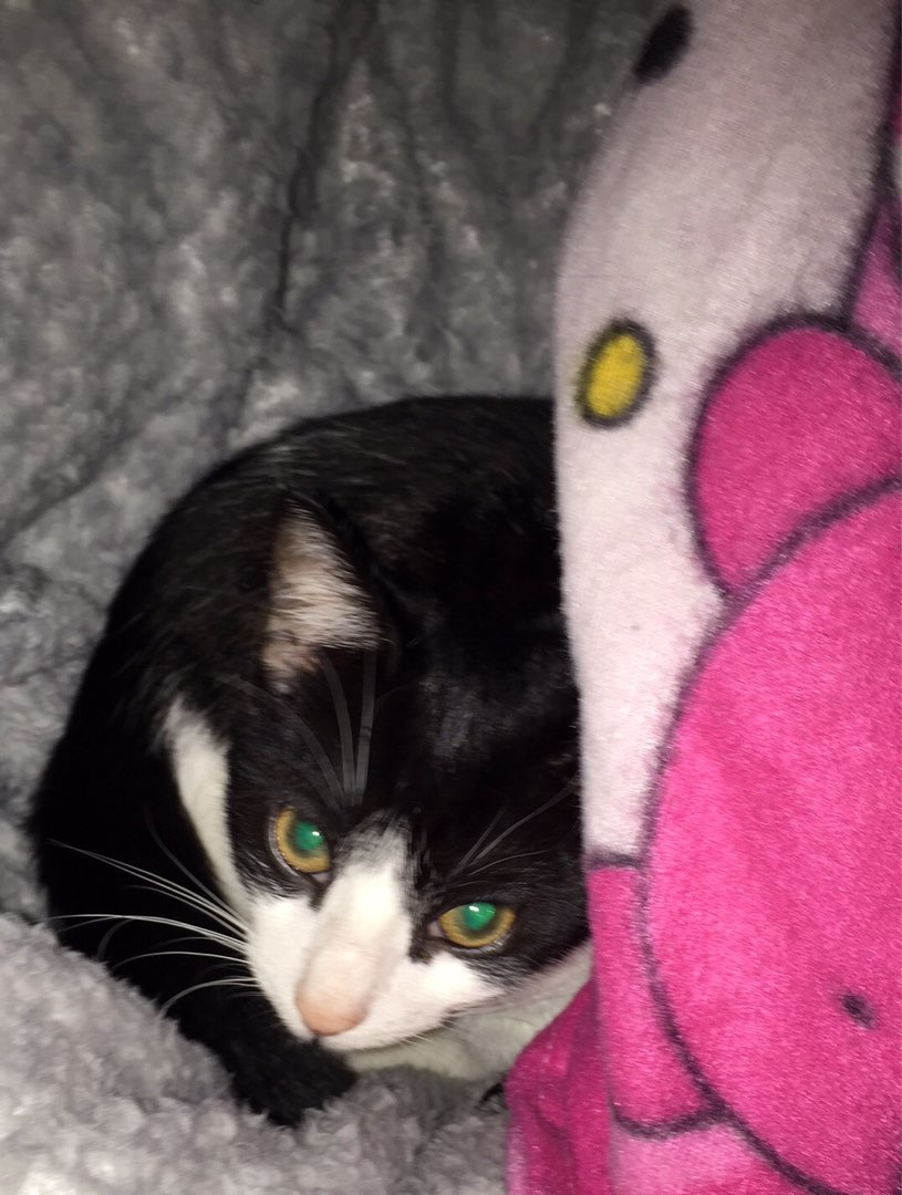 Top Manchester Cat Sitters Prices & Reviews | PetBacker