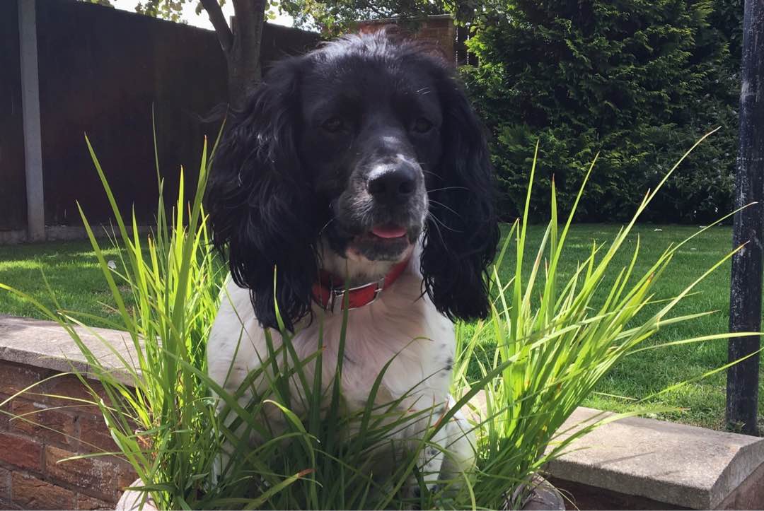 Top Dog Walking in Wrexham with Best Prices on PetBacker
