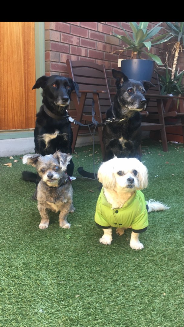 Top Dog Sitters in Maleny with Best Prices on PetBacker