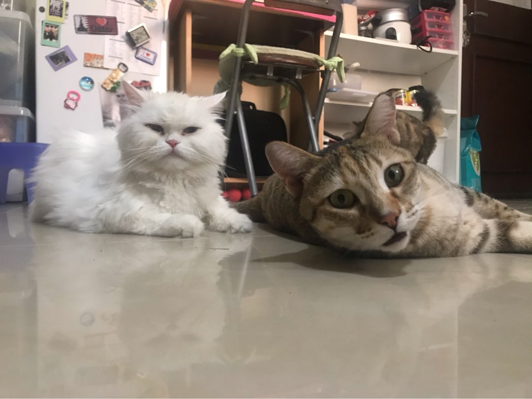Top Doha Cat House Sitting Prices & Reviews | PetBacker