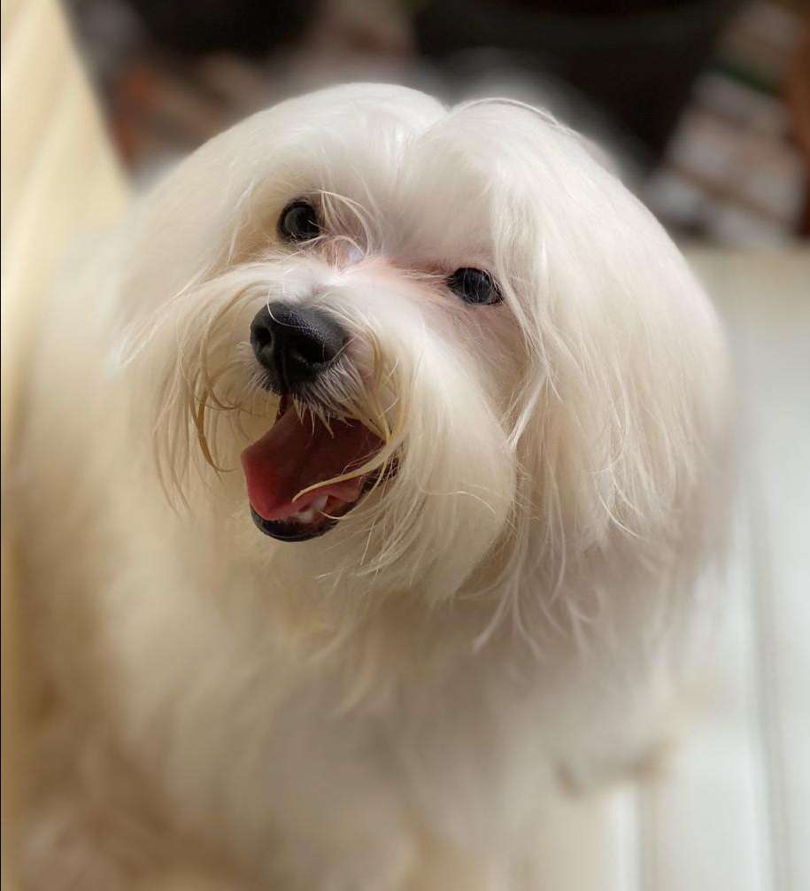 Top มหาสารคาม Pet Grooming Prices & Reviews | PetBacker