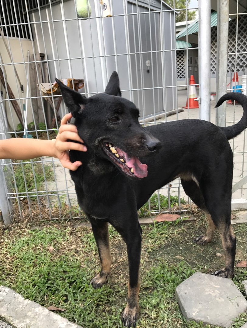 Kampung Pokok Keras Best Pet Boarding, Grooming for Dogs, Cats with ...