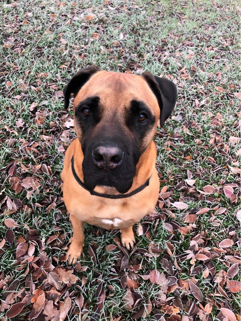 Top Dog Sitters in Tarrant Keyneston with Best Prices on PetBacker