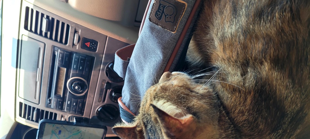 Ftyuj Best Pet Boarding, Grooming for Dogs, Cats with Pickup ...