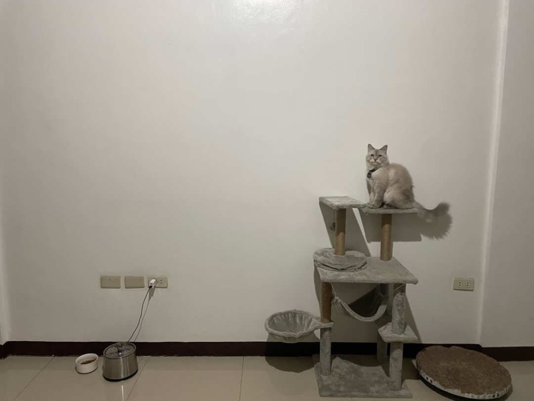 PetBacker Philippines: Best Dog, Cat Boarding by Pet sitters with ...